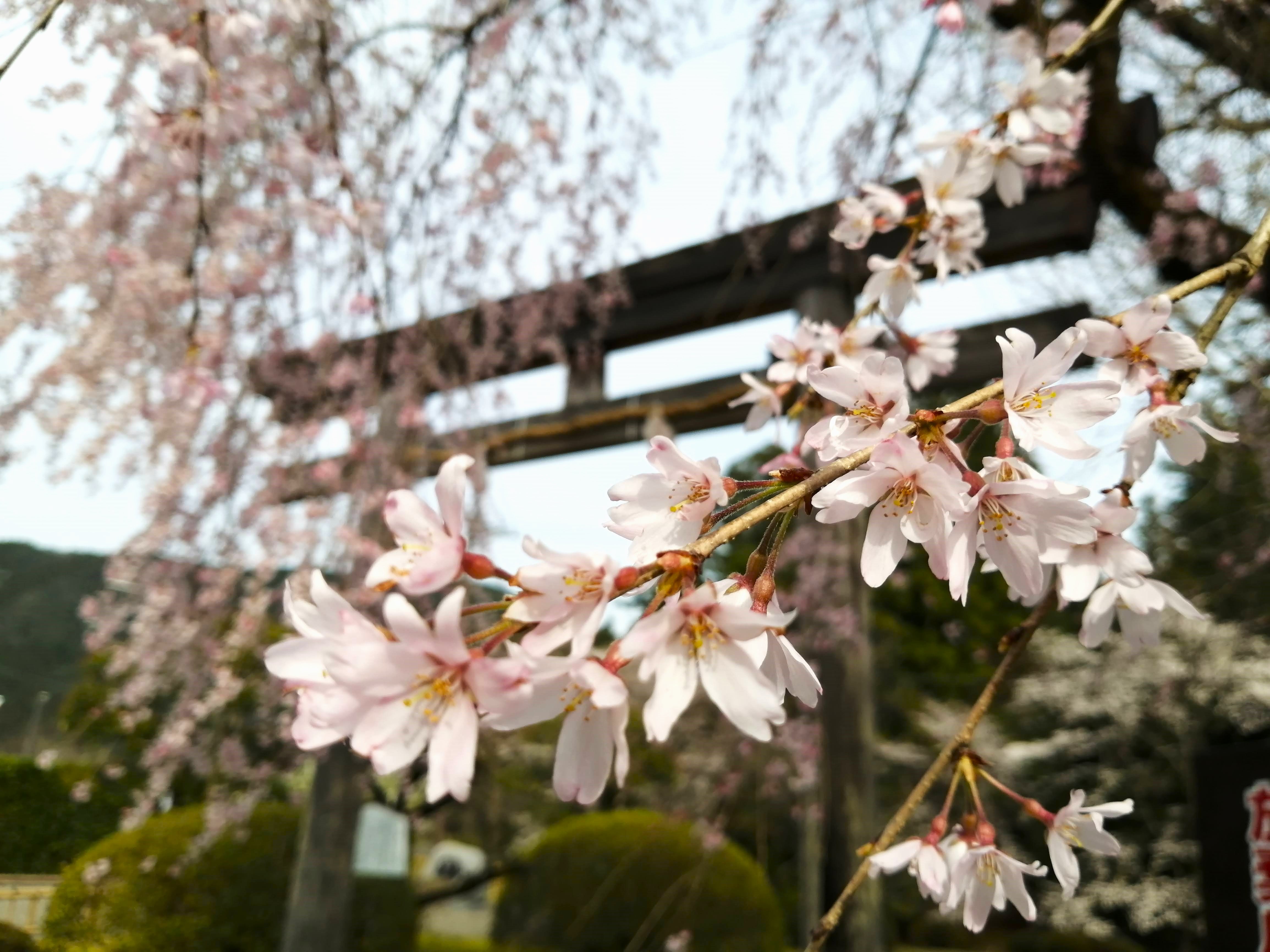 Oku Japan